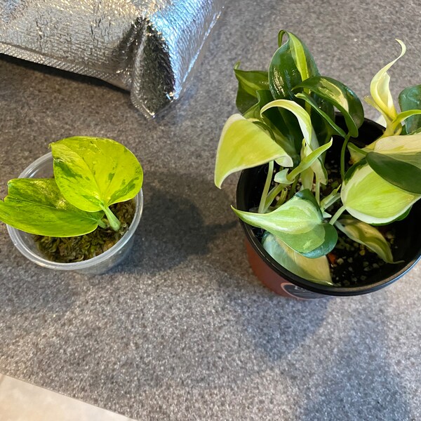 Brasil Heartleaf Philodendron - Hederaceum - Multiple Options - US ...