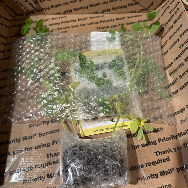 Moringa Oleifera Seeds - Drumstick Seeds - Malunggay Seeds - Miracle ...