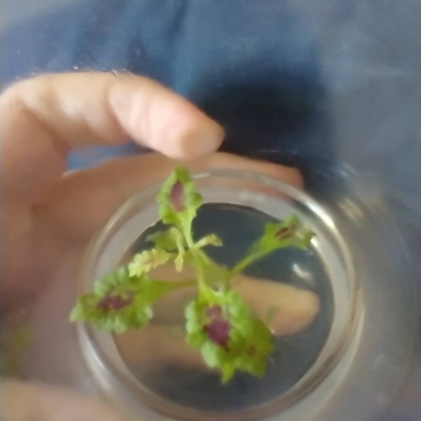 Rainbow Floral Terrarium - Self Grow, Maintenance Free -coleus - 4" Dom ...