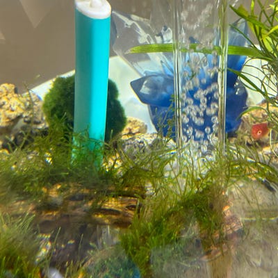 X2 Subwassertang Moss on Cholla Wood Shrimp Hideout & Betta Aquarium ...