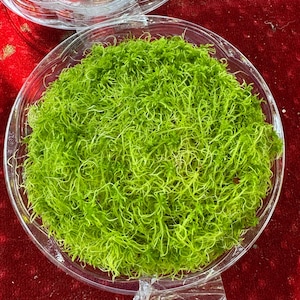 American Tree Moss - Etsy
