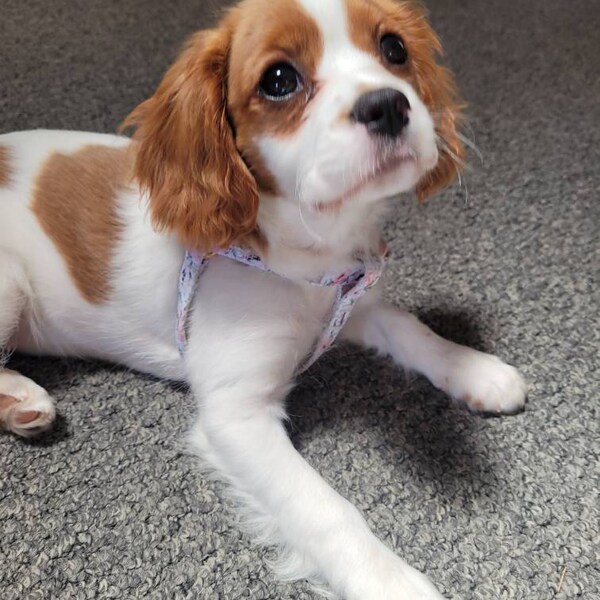 Audrey Dog ID Tag Silver/aqua - Etsy