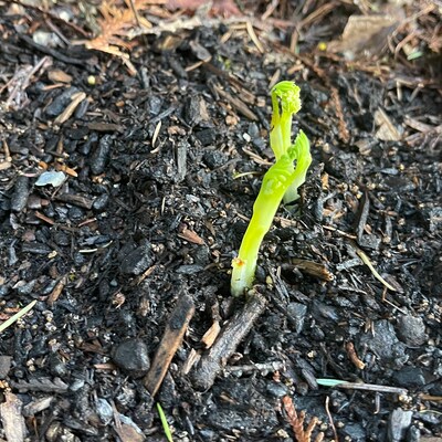Bleeding Heart alba White Dicentra-bare Root Plant Spring Blooms, Easy ...