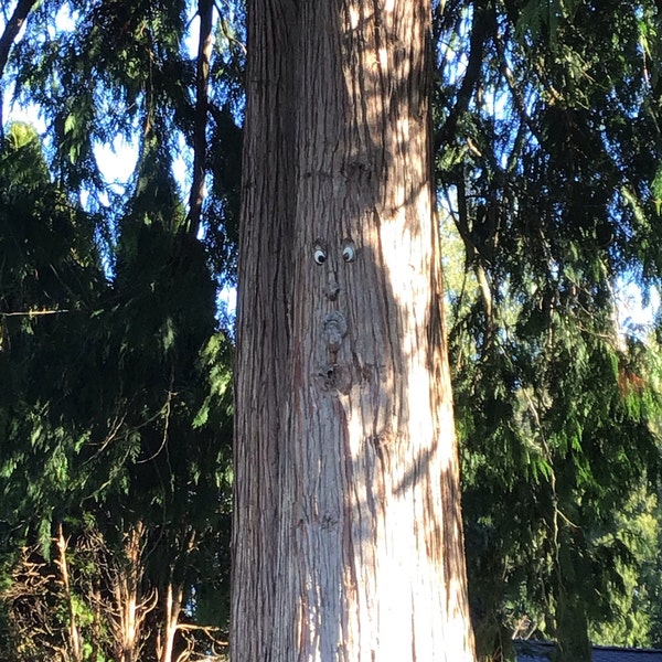 The ORIGINAL & GENUINE Mr. Grumpy Stump Tree Face Gift for Dad Fun ...