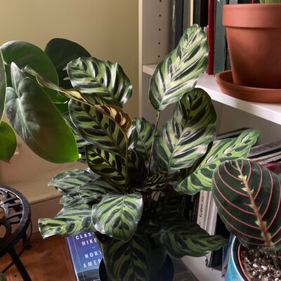 Calathea Makoyana peacock Dwarf Variety Grown in a 6 Pot - Etsy