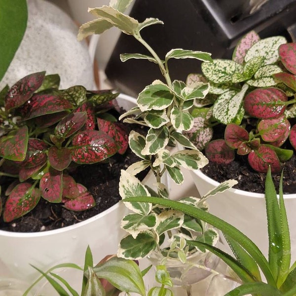 LIVE Splash Plant Pink Polka Dot Plant, Hypoestes Pink 4 Pot, Live Pink ...