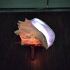 Bahamian Queen Conch Shell I Pink Conch Shell SLIT BACK I Large ...