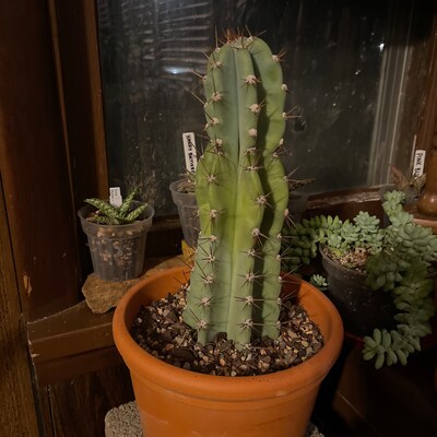 Cereus Peruvianus Peruvian Apple Cactus Cutting - Etsy