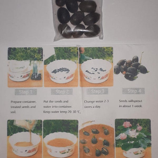 50pcs Pink Pooh Sunflower Seeds Unique Pink Blooms Non-gmo, Heirloom ...