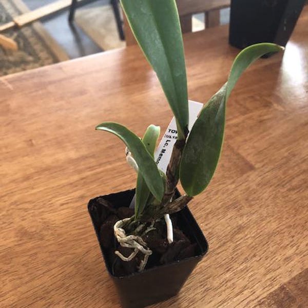 Laeliocattleya Memoria Robert Strait 'blue Hawaii' Blue Orchid ...