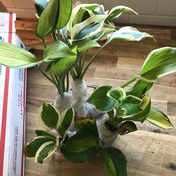 Hosta Fruit Loop Shade Perennial, Quart Corrugated Leaves - Etsy