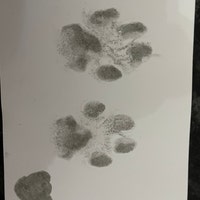 Inkless Pet Paw Print Kit | Get High-quality Paw Prints With Zero Ink ...