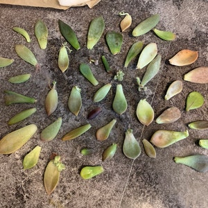Succulent Leaf Starters Propagation - Etsy