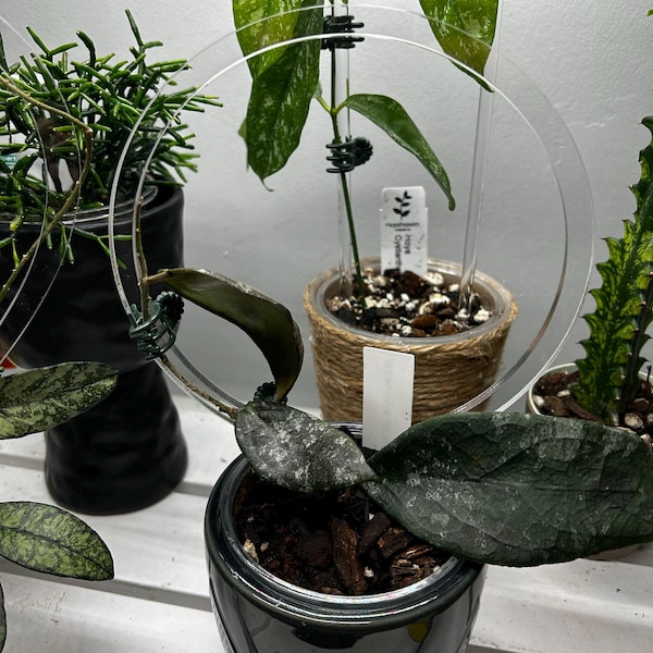 Extra Large Jumbo Clear Plastic Plant Pots for Houseplants, Aroids ...