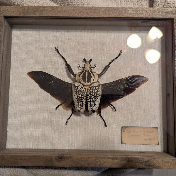 Midwest Insect Collection Labeled Assorted Butterflies Beetles Flies ...