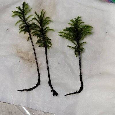 Fire Moss/ Ceratodon Purpureus Bonsai, Terrarium, Fairy Garden, Moss ...