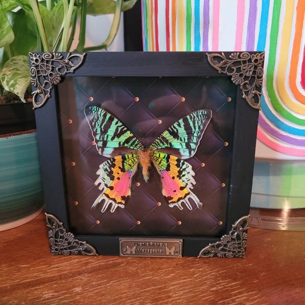 Real Framed Butterfly Sunset Moth Urania Ripheus Dried Insect Frame ...