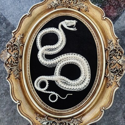 Real Silver Toadfish Skull, Silver Toadfish Skeleton, Lagocephalus ...