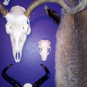 2 Coyote Leg Bone 1 Ulna and 1 Radius BN-701 - Etsy