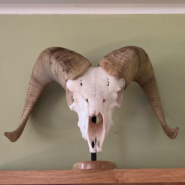 European Skull Mount Table Top Display Made With White Oak - Etsy