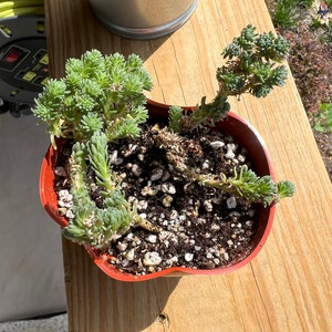 Stapelia Rufa - Etsy