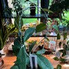 Set of 3, 12in U-shape Medium Trellis for Indoor House Plants, Hoyas ...
