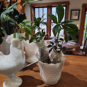 3 Giant Gladiator Allium. Plant Now for Next Spring Color. Super Easy ...