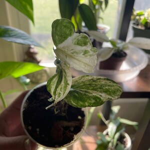 Albo Variegated Spider Man Monstera variegated Amydrium Medium Starter ...