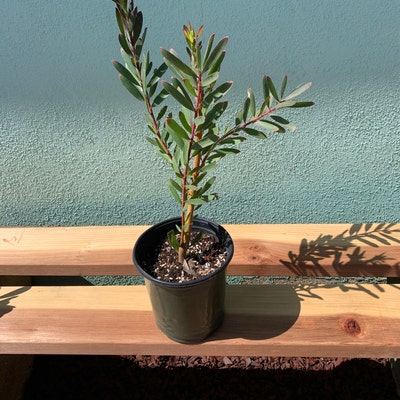 ONE Protea Brenda Live Rooted 1gal Potted Plant - Etsy