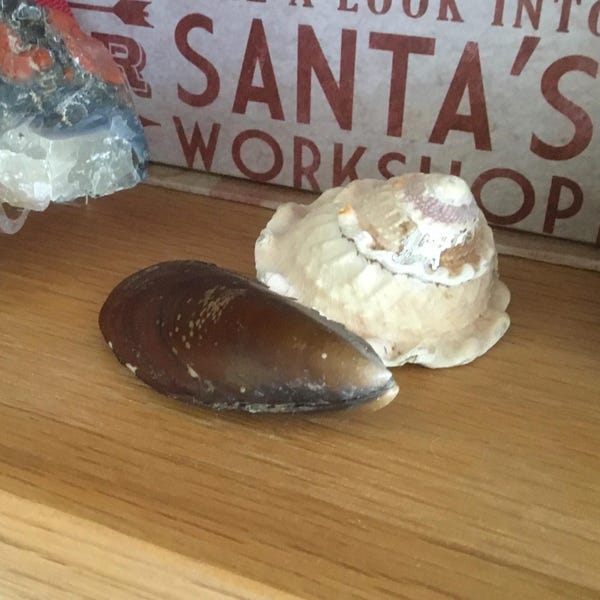 Brown Turkey Wing Seashells Ark Shells Arca Zebra Coastal Decor Beach ...