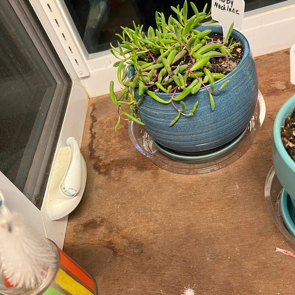 Ruby Necklace, String of Rubies, Little Pickles, Othonna Capensis ...