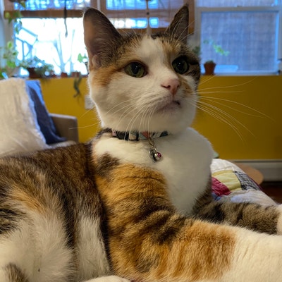 Cat Collar/binx Cat Collar/breakaway Cat Collar/cotton Cat - Etsy