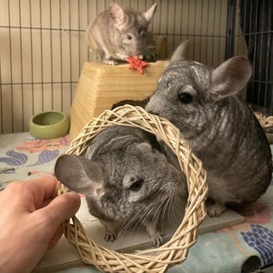 Au Naturel Chinchilla / Rat / Degu / Rabbit / Guinea Pig / - Etsy