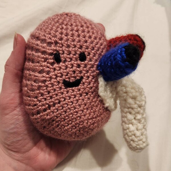 Anatomical Kidney Crochet Pattern! PATTERN ONLY Instant DOWNLOAD ...