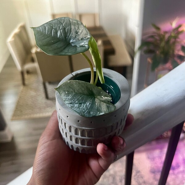 Alocasia Platinum bisma Starter Plant ALL STARTER PLANTS Require You to ...