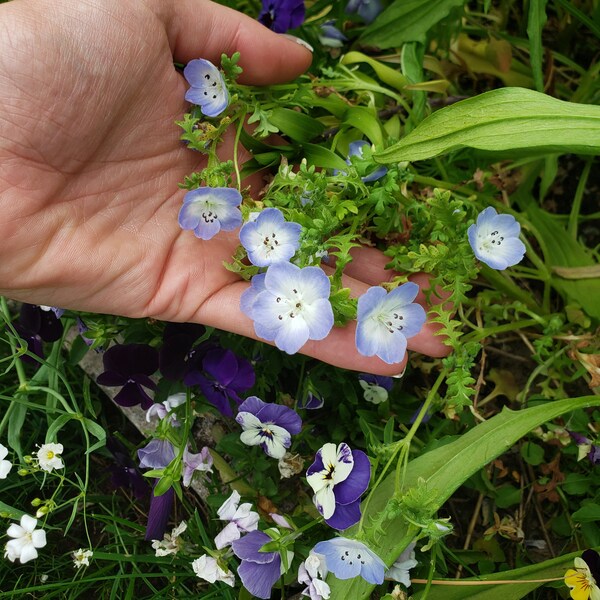 All Blue Wildflower Mix Seeds - Perennials and Annuals - ST17 - Etsy