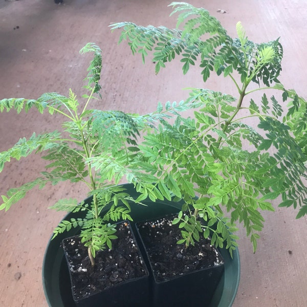 Treesagain Potted Blue Jacaranda Tree - Jacaranda Mimosifolia - 8 to 17 ...