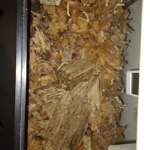 Shredded Rotten Wood flake Soil Beetle Millipede Isopod - Etsy