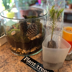 Arbor Day Tree Seed Grow Kit the Jonsteen Company - Etsy