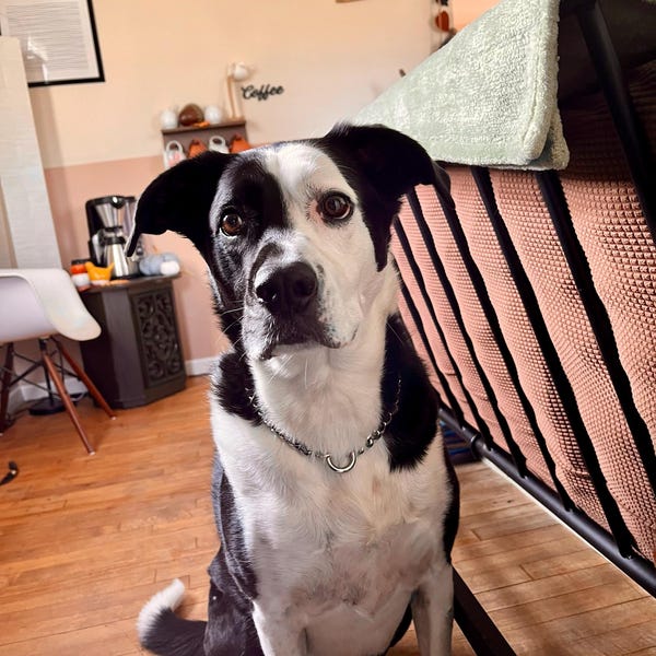 Pearl Dog Collar Necklace, Personalized Pearl Pet Collar Necklace ...