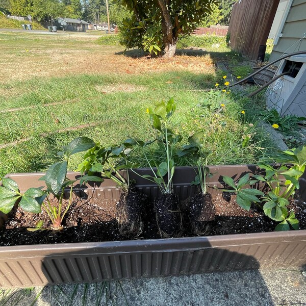 True Love Lenten Rose Rare Flowering Perennial Live Plant Lenten Rose ...