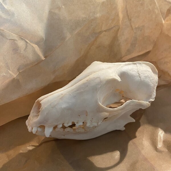 Real Arctic Fox Skull (vulpes Lagopus), Professionally Cleaned ...