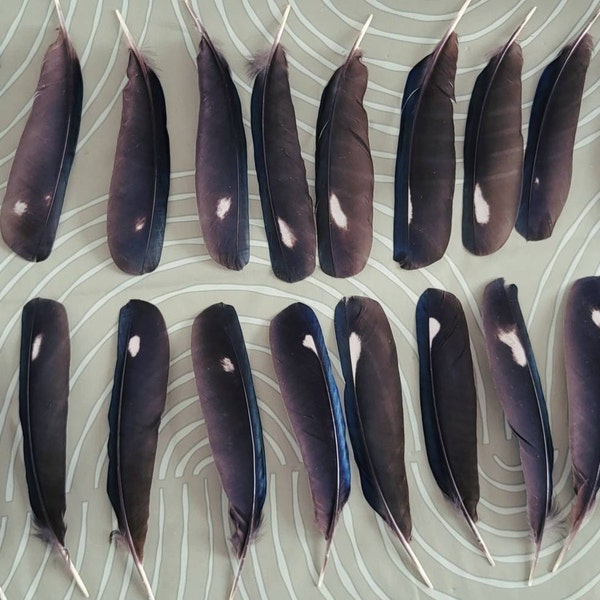 40 Mallard Blue Duck Wing Feathers 4" - 5" / 10 - 13cm - Etsy