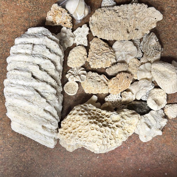 Sea Shell Fish Figurine Magnet 3pcs Handcrafted Shells Sculpture ...