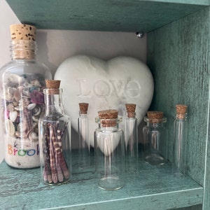 Astraea Calcar Shells Spurred Turban Shells 1/2 1 | Etsy