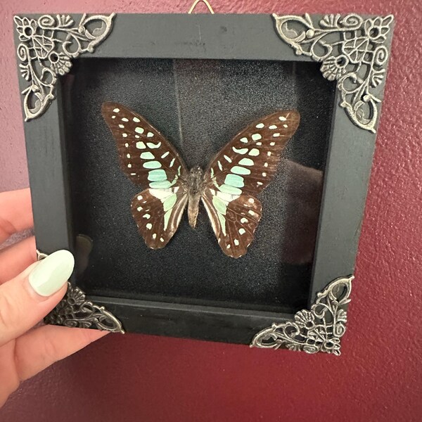 Real Framed Spider Tarantula Bird Eating Insect Shadow Box Taxidermy ...