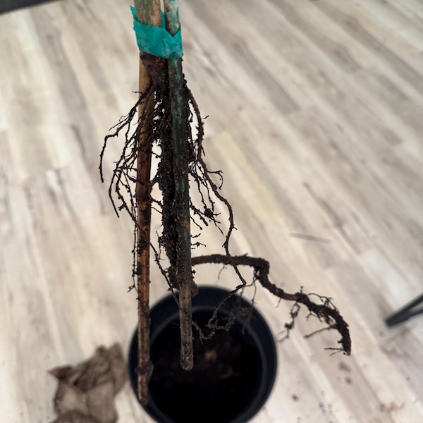 Cat Saigon Thai Mango TREE GRAFTED (2-4 Feet Tall). Ship to All States ...