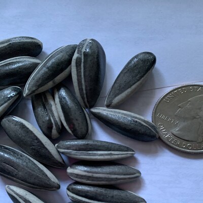 Ai Weiwei Porcelain Sunflower Seeds LONDON TATE MODERN 30 Pcs - Etsy