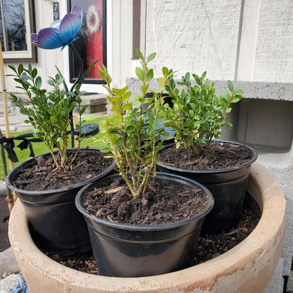 Green Mountain Boxwood Upright Conical Buxus Live Plant Low Maintenance ...