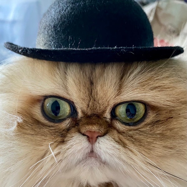 LARGE Black Bowler Cat Hat-- Tough Guy Cat Hat FREE SHIPPING - Etsy
